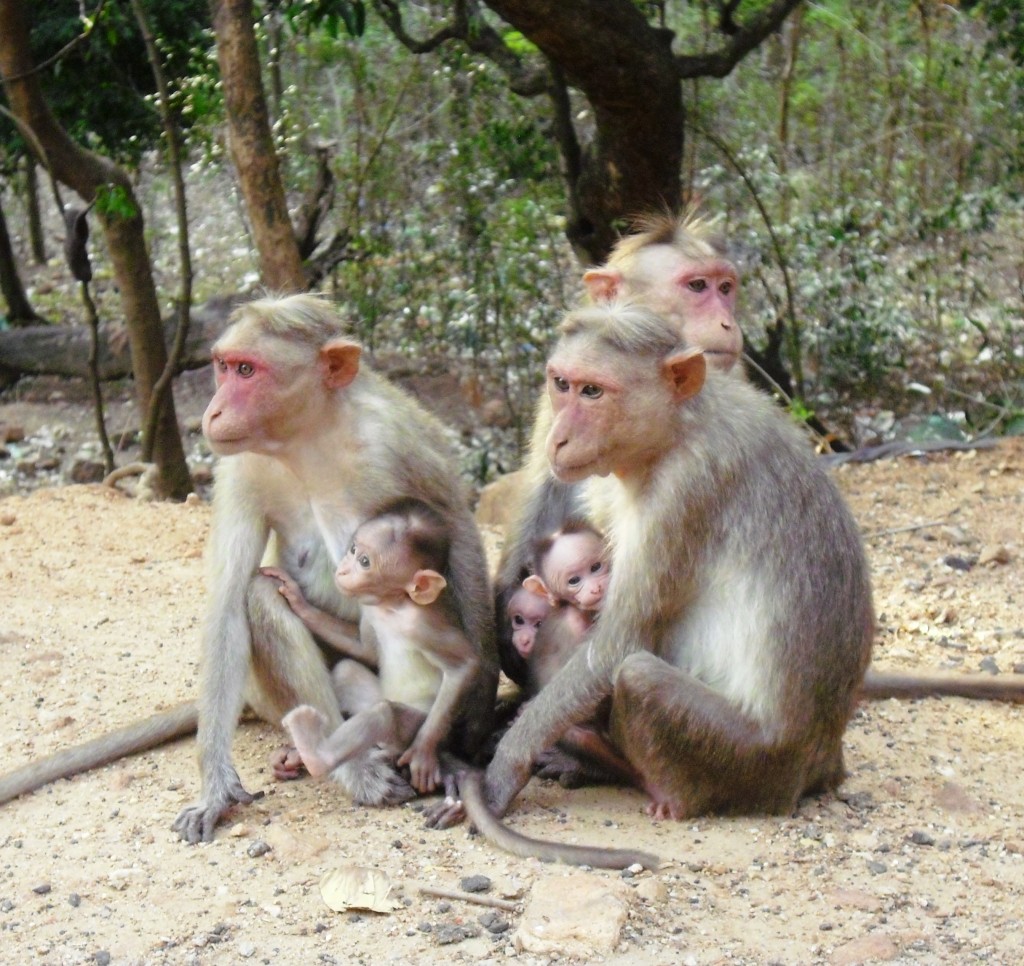 Monkeys by the side of the road
